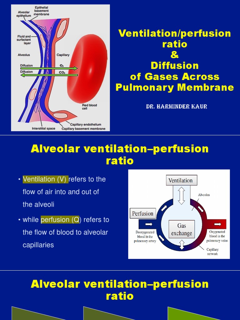 Ventilation perfusion ratio & Diffusion of gases | PDF | Respiratory ...