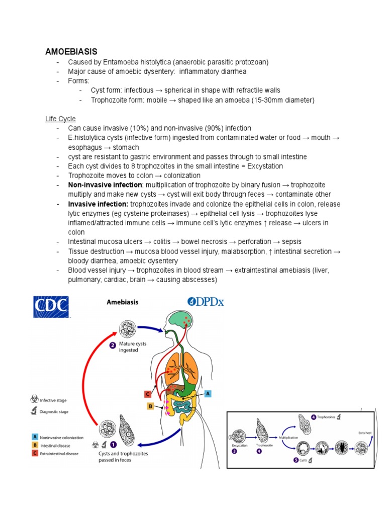 Amoebiasis: Symptoms and Treatment | PDF | Immunology | Medicine