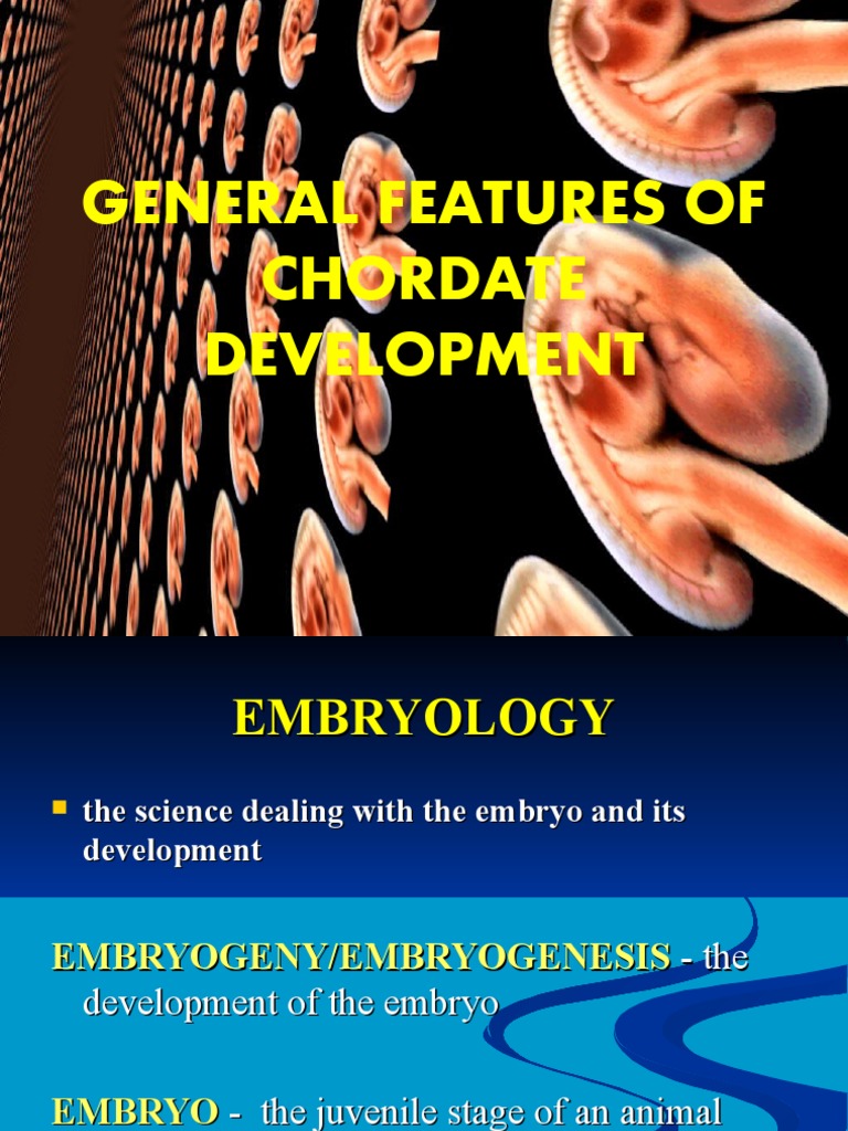 General Features of Chordate Development | PDF | Embryo | Biological ...
