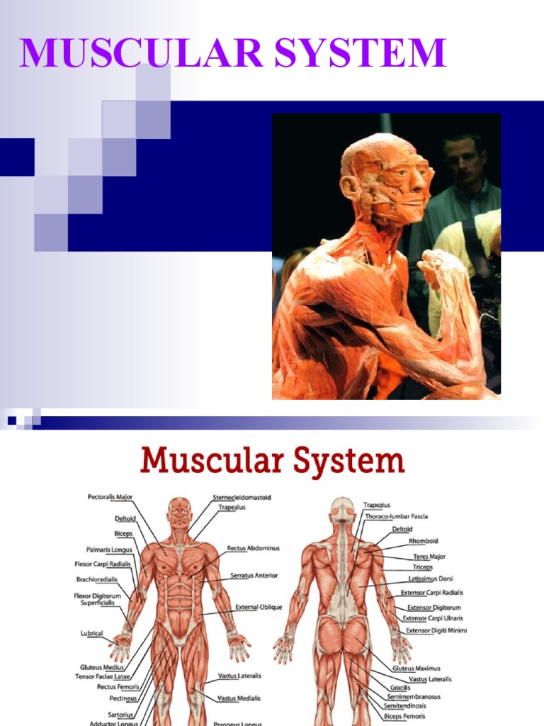 The Anatomy and Functions of the Muscular System | PDF | Human Leg ...