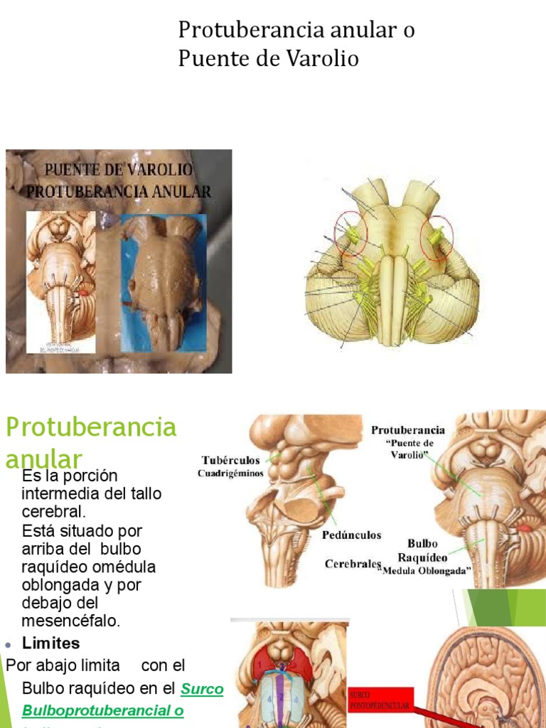 Protuberancia Anular o Puente de Varolio | PDF | Neurociencia | Cerebro