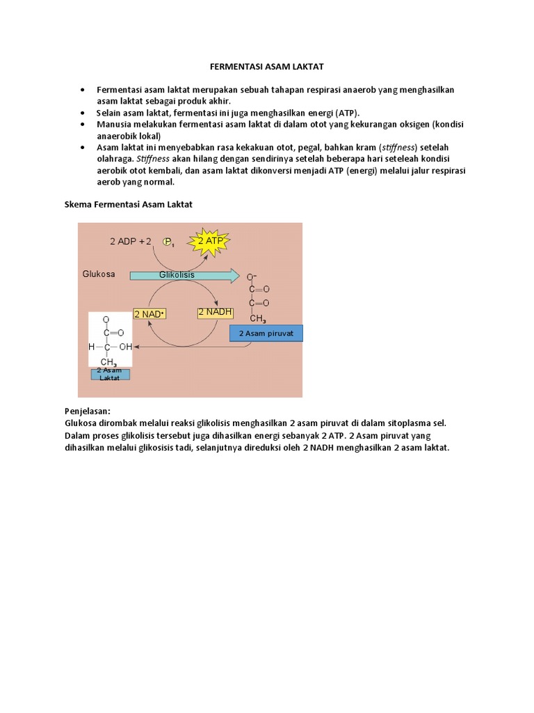 Fermentasi Asam Laktat | PDF