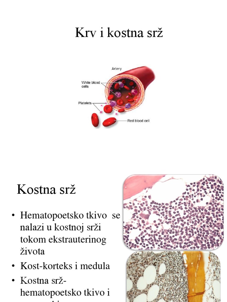 KRV I Kostna SRŽ Z | PDF