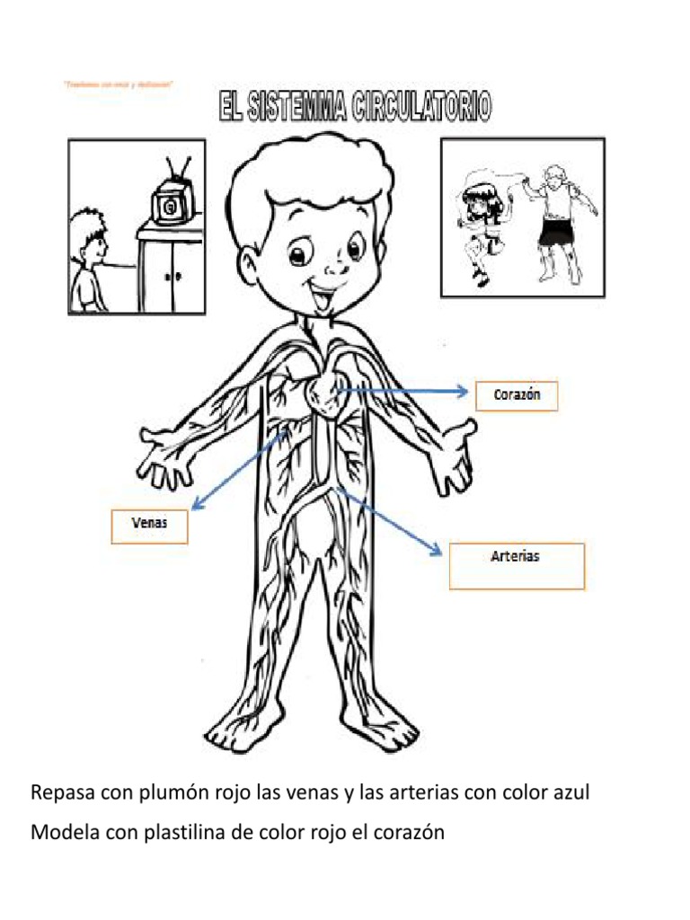 El Sistema Circulatorio | PDF