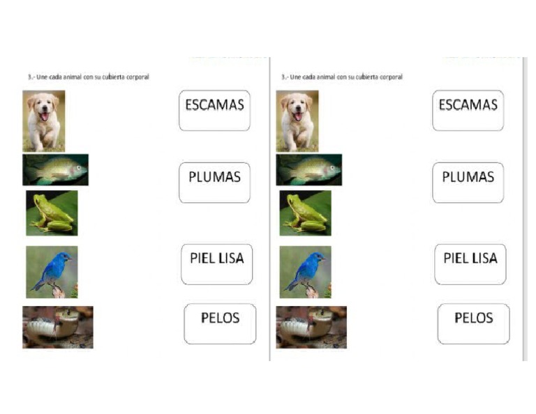 Cubierta de Animales | PDF