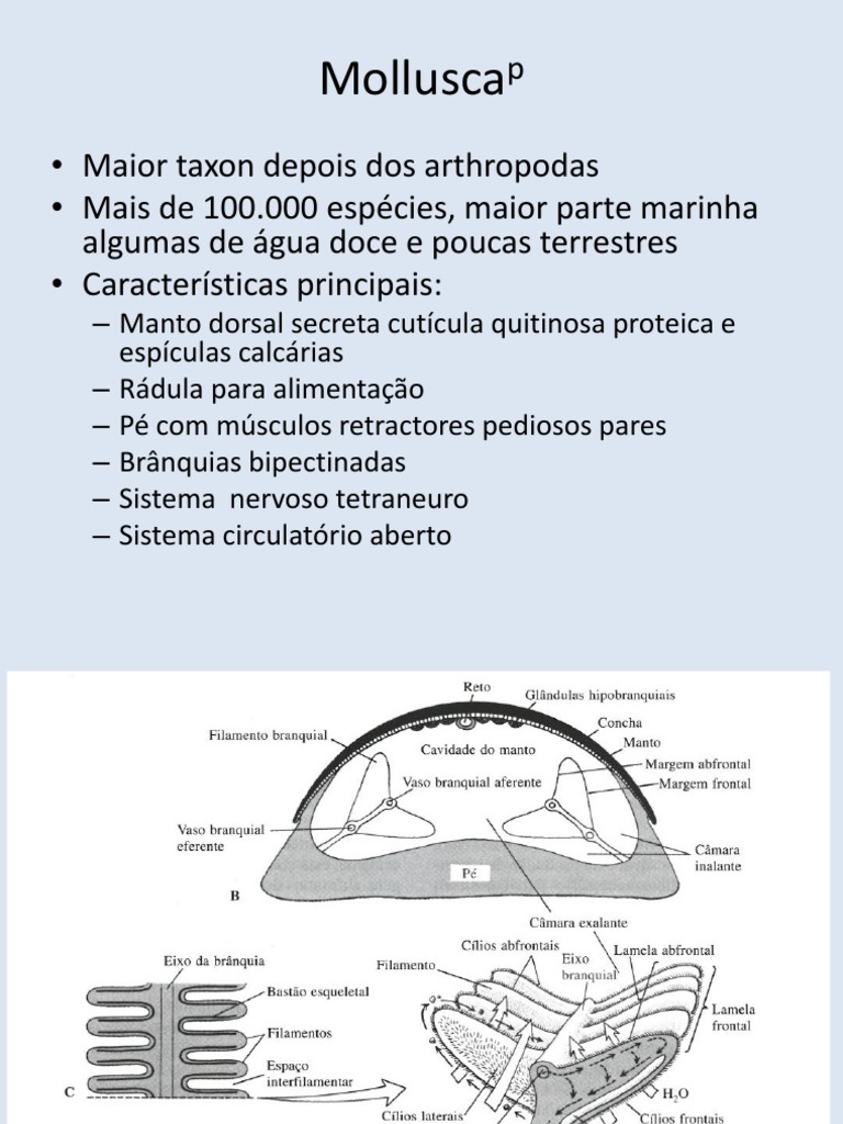 Filo Mollusca-Introdução | PDF | Moluscos | Anatomia