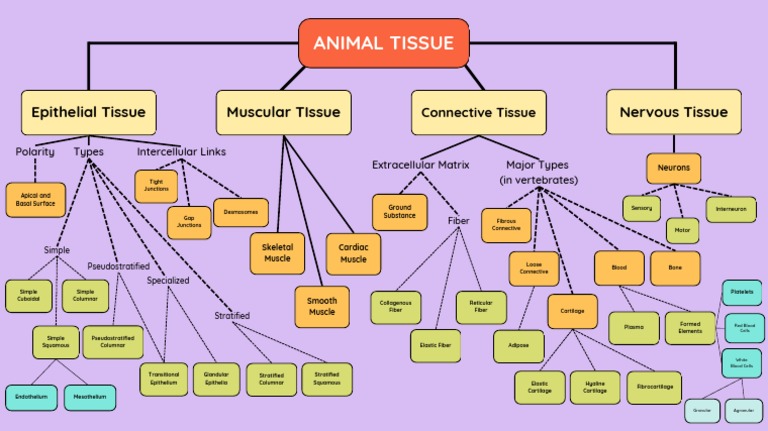 Concept Map | PDF | Epithelium | Connective Tissue