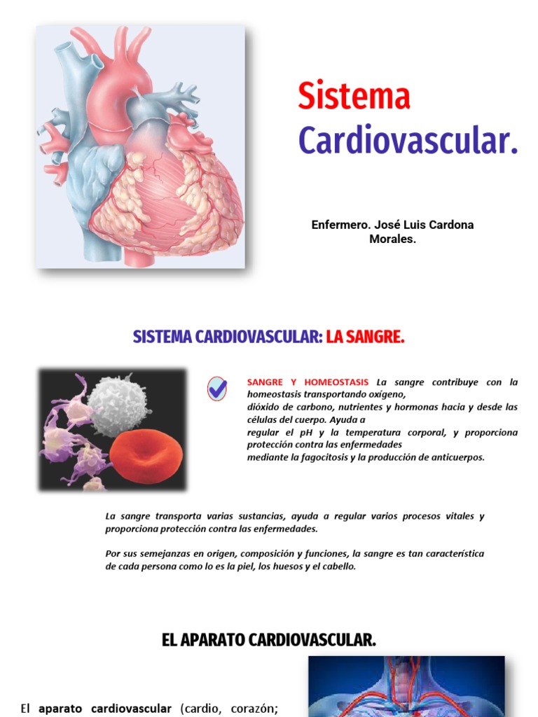 Sistema Cardiovascular Sangre Y Corazon Pdf Pdf