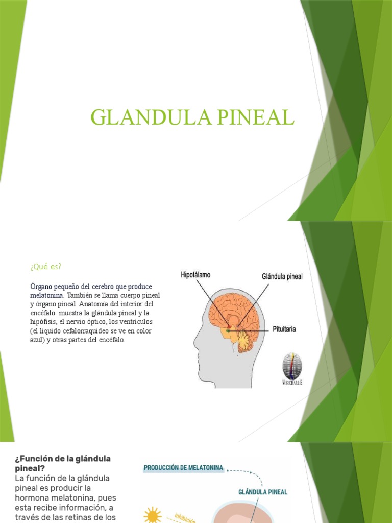 GLANDULA PINEAL | PDF