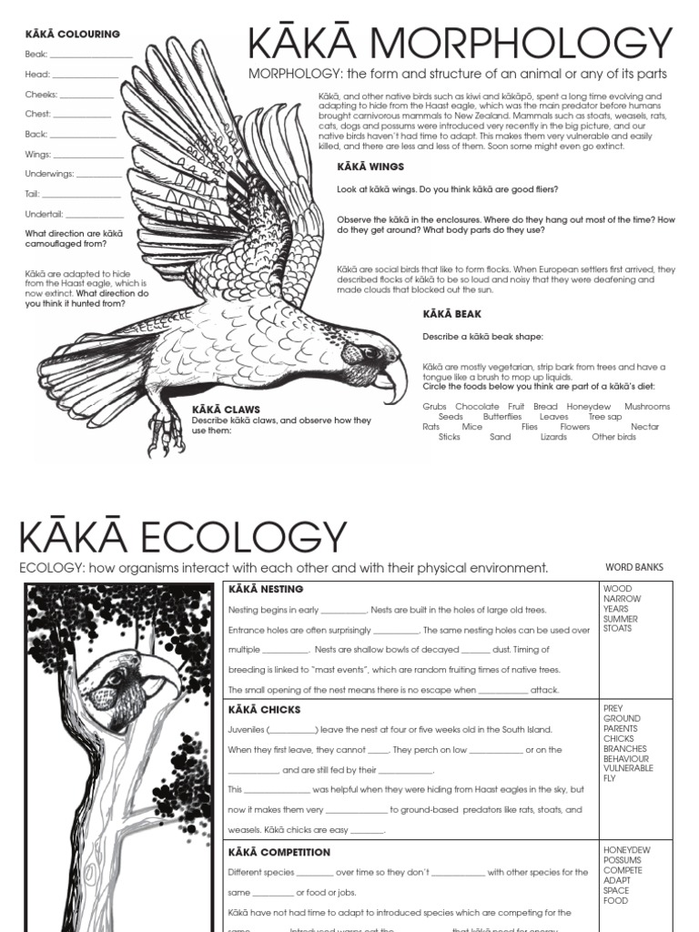 Feathered Friends Kaka Morphology Ecology | PDF | Birds | Nest