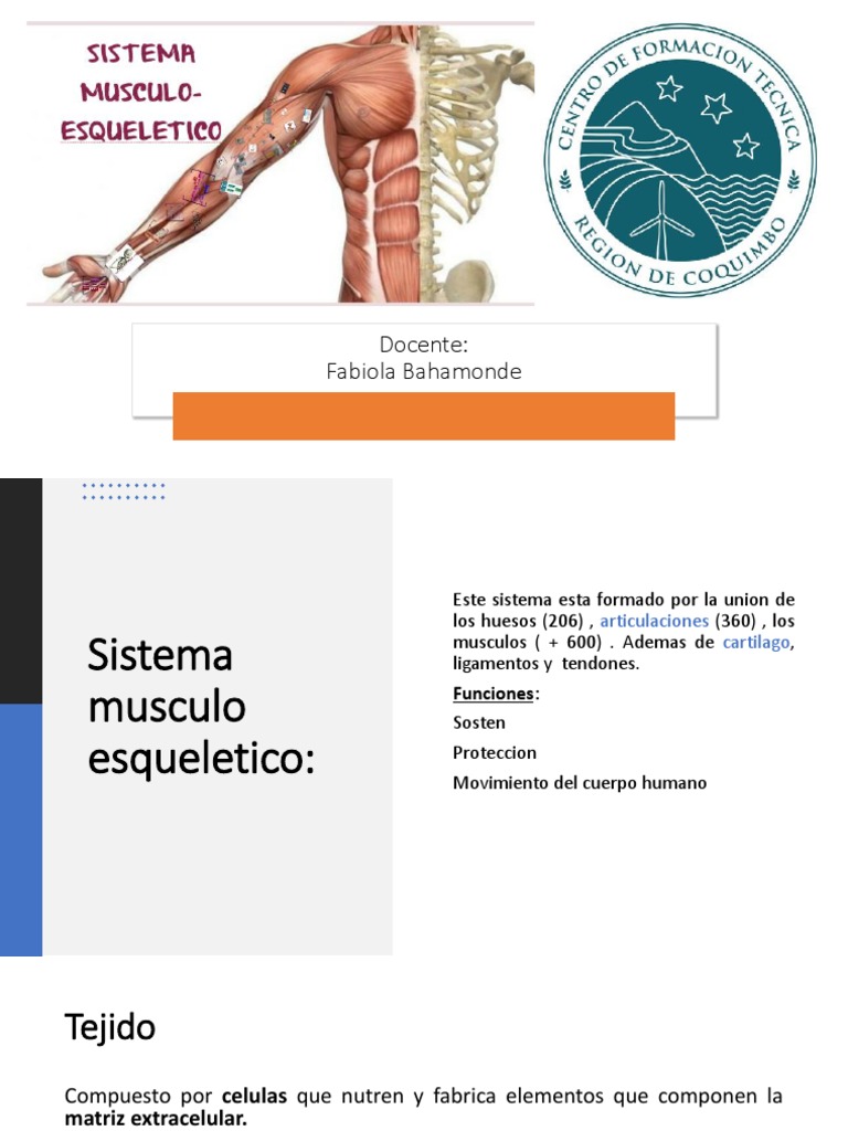 Sistema Musculoesquelético: Estructura y Funciones | PDF | Hueso | Músculo