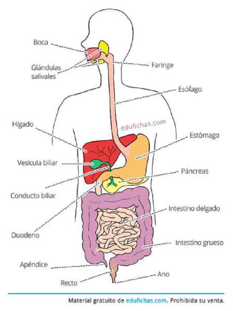 Sistema Digestivo Pdf Para Imprimir Pdf