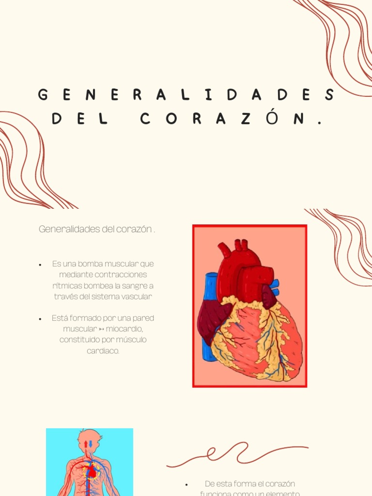 Generalidades Del Corazón | PDF | Corazón | Ventrículo (corazón)