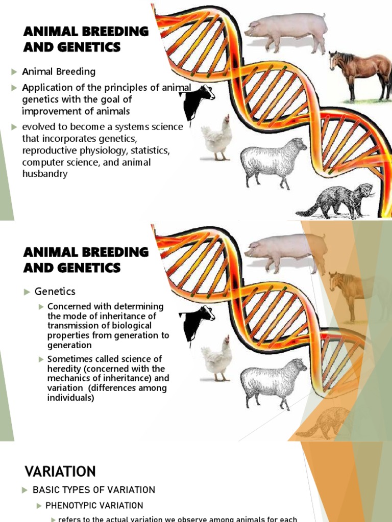 Animal Breeding and Genetics Overview | PDF