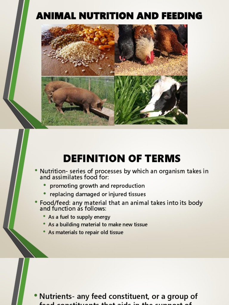 Lecture 9 Animal Nutrition | Download Free PDF | Carbohydrates | Glucose