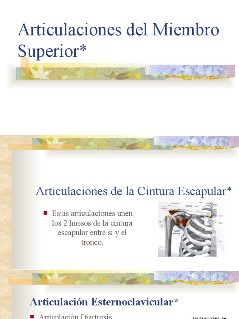 Clase 3 Repaso De Anatomia Articulaciones Pdf Músculo Contracción