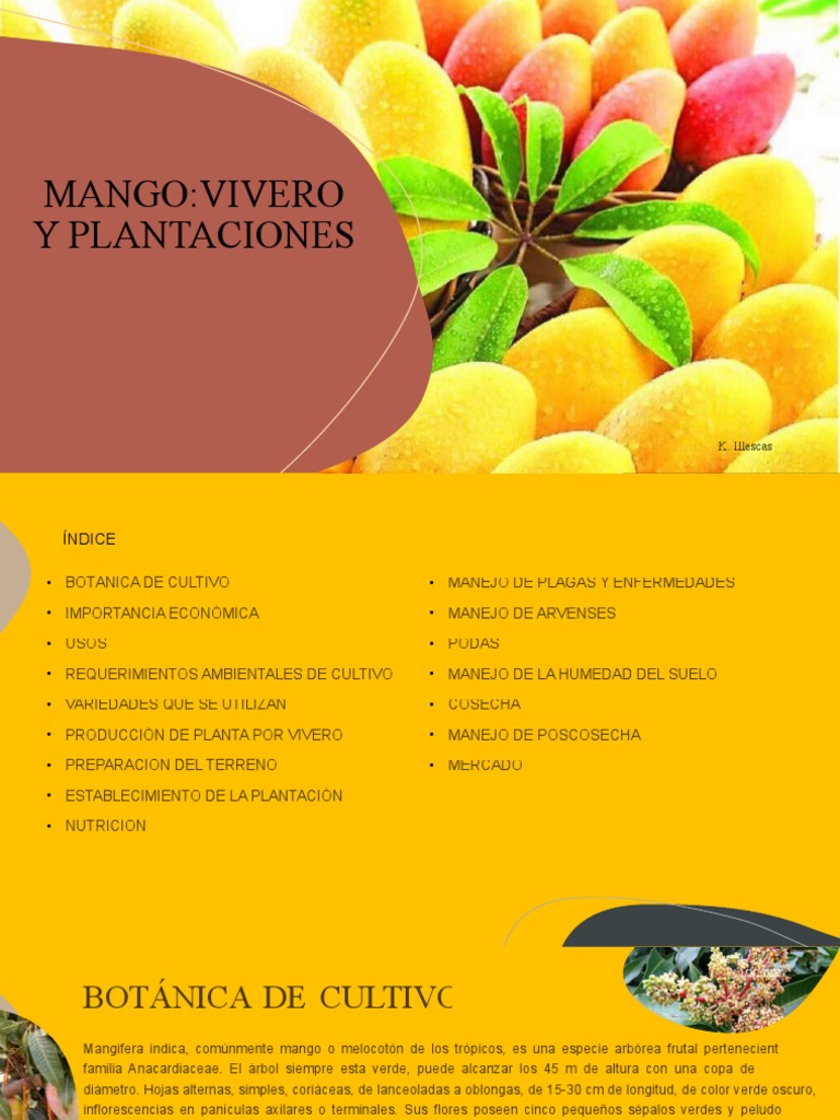 MANGO Equipo | PDF | Mango | Botánica