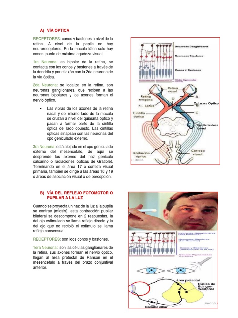 Vía Óptica | PDF | Percepción visual | Neuroanatomía