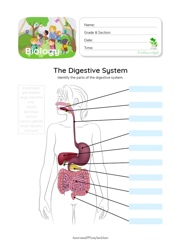 5 Anatomy of The Digestive System Diagram Labeling Worksheet For Grade ...