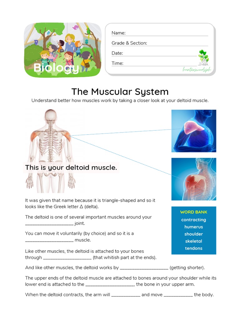 Grade 4 Muscular System Overview | PDF