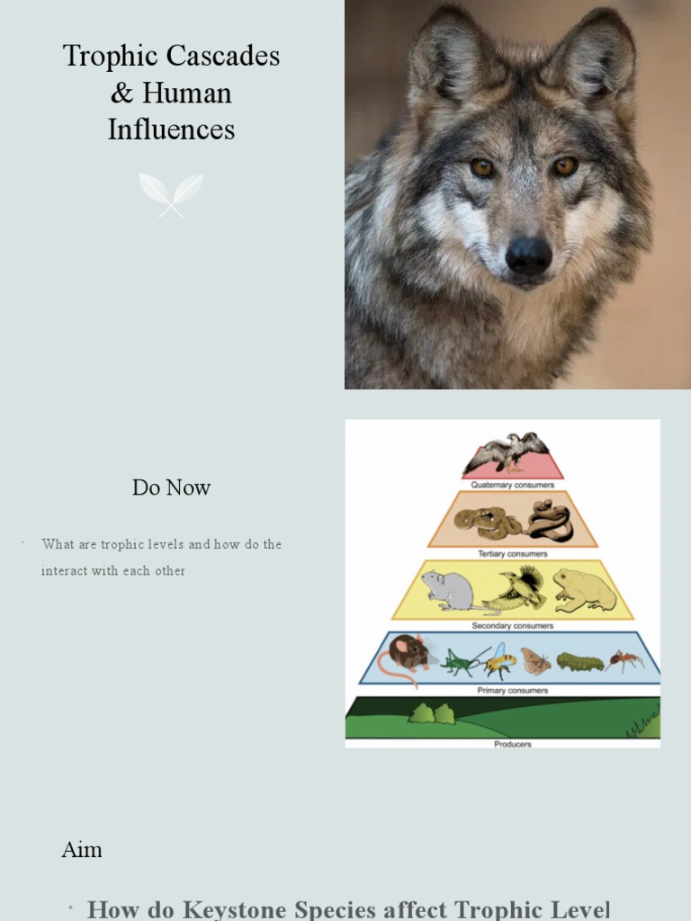 trophic cascade lesson | PDF