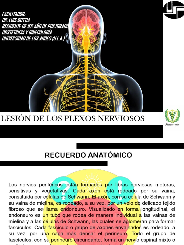 Plexos Nerviosos y Sus Alteraciones | PDF | Nervio | Anatomía humana
