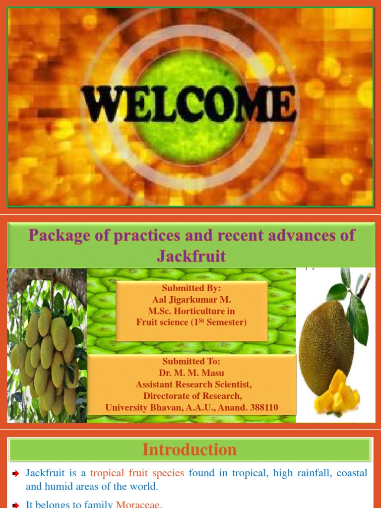 Jackfruit PPT Full PDF | PDF | Flowers | Grafting