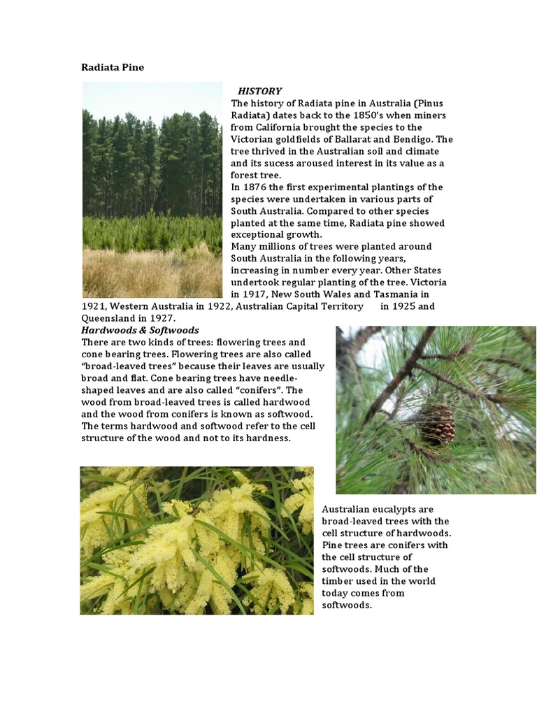 Radiata Pine | PDF | Trees | Wood