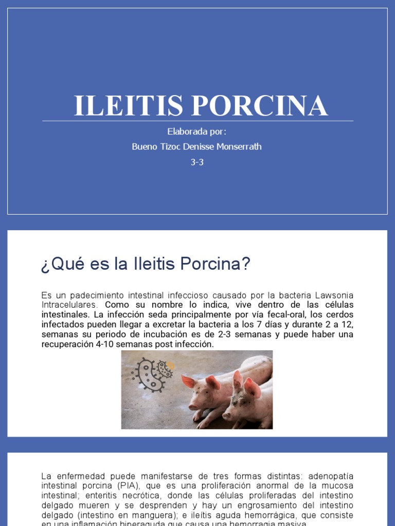 Ileitis Porcina | PDF | Diarrea | Medicina