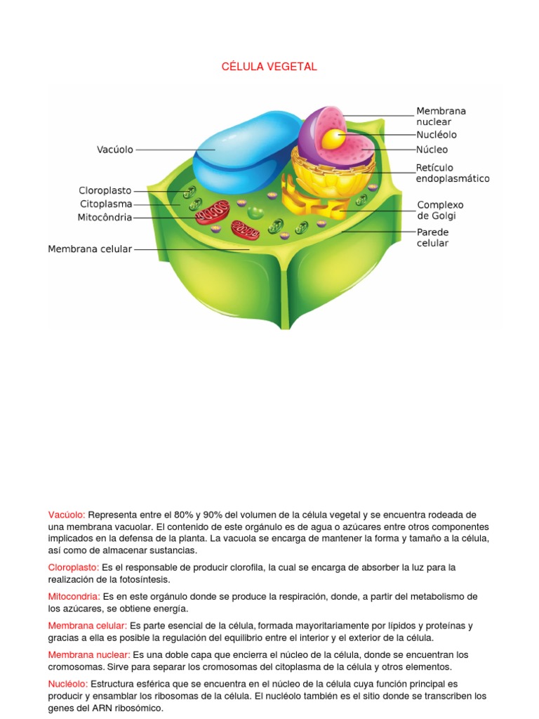 Celula Vegetal | PDF | Biología Celular) | Nucleo celular