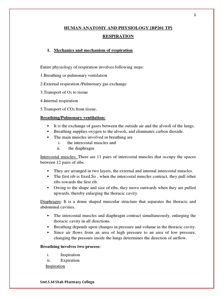 Respiration Lecture Notes | PDF | Breathing | Respiratory System