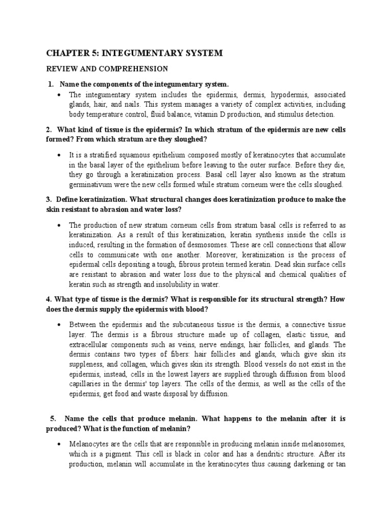 Chapter 5 Integumentary | PDF | Skin | Integumentary System