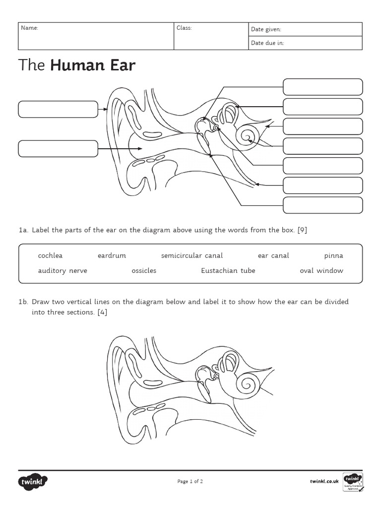 Human Ear Worksheet PDF | PDF | Ear | Hearing