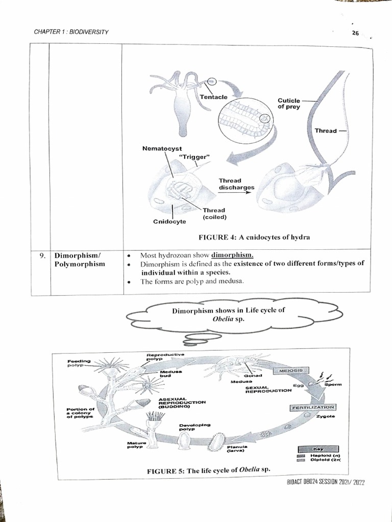 Bioact Biodiversity Part2 PDF | PDF | Biology | Zoology