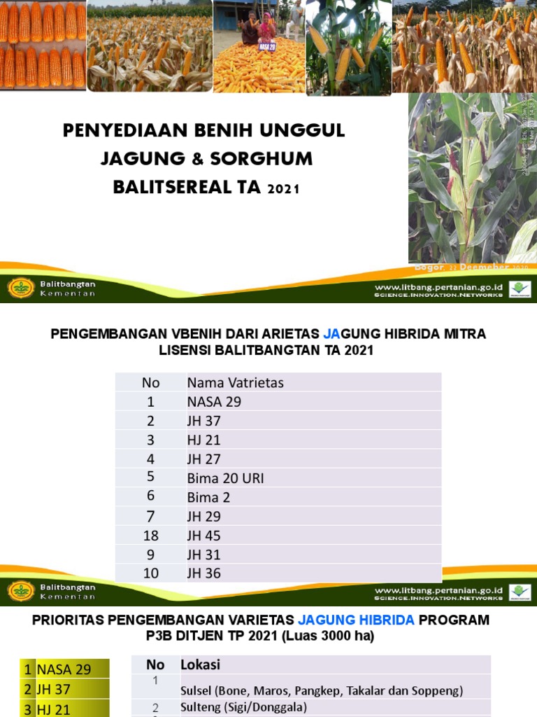 Penyediaan Benih Sumber Jagung & Sorghum TA 2021 | PDF