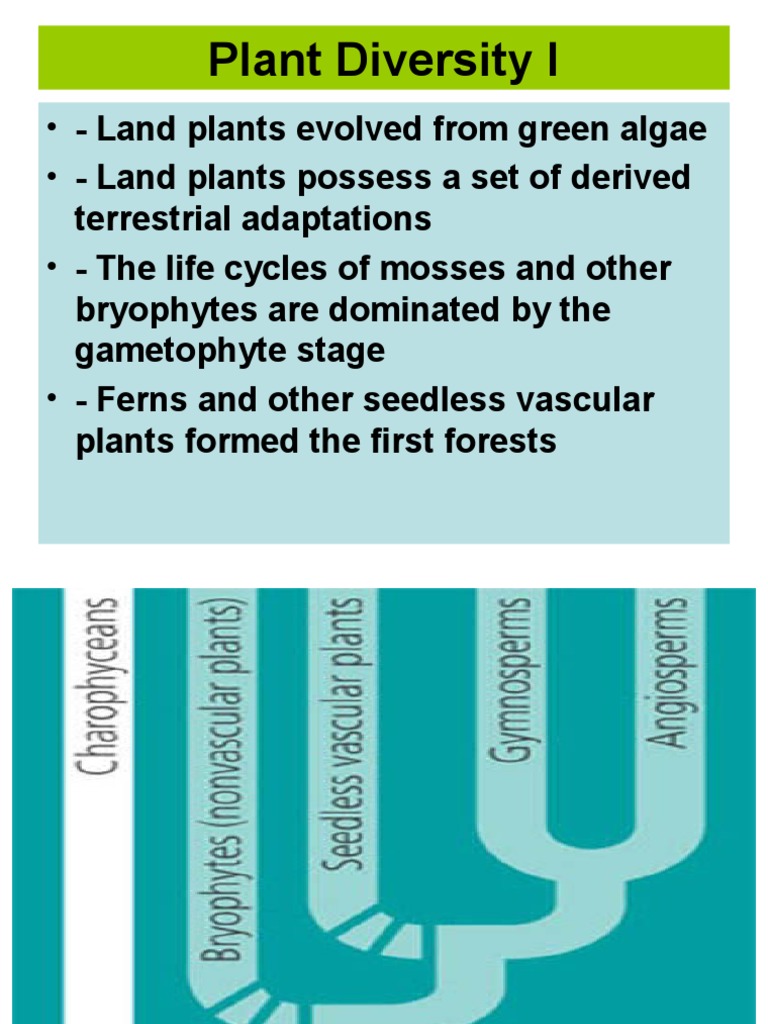 2 - Land Plants | PDF