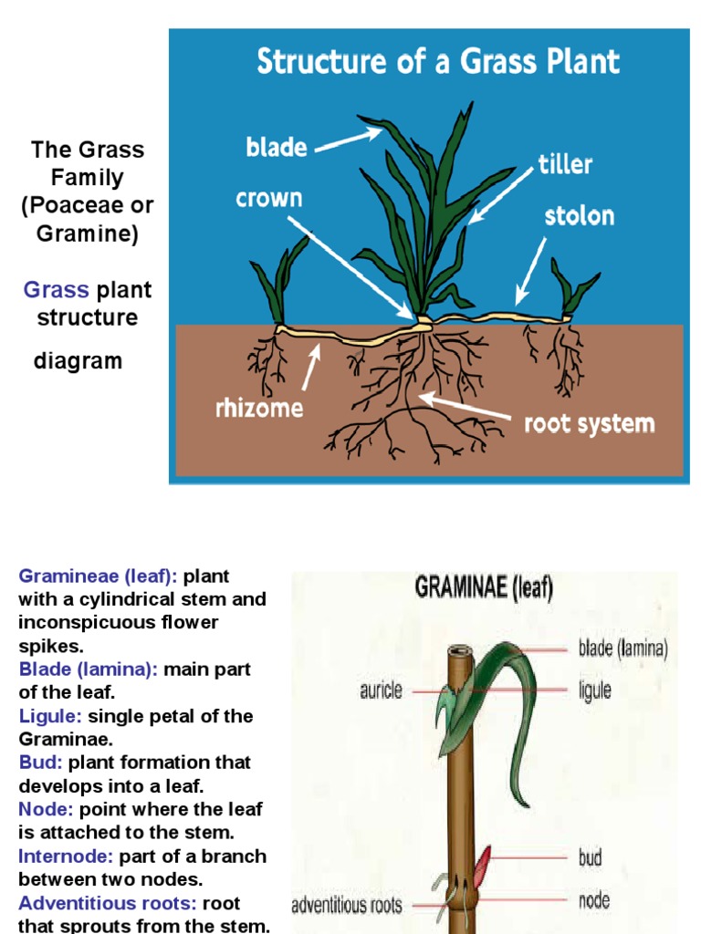 An Illustrated Guide to the Structures, Morphology and Taxonomy of ...