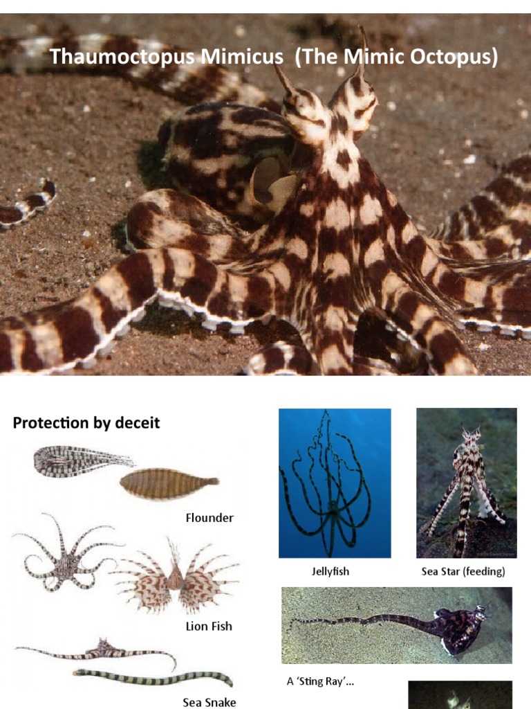 Thaumoctopus Mimicus - The Mimic Octopus | PDF