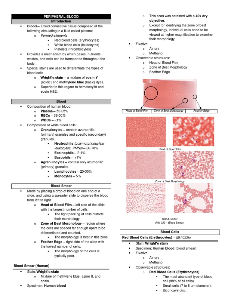 (Transes) Human Histology - 12 Peripheral Blood | PDF | White Blood ...