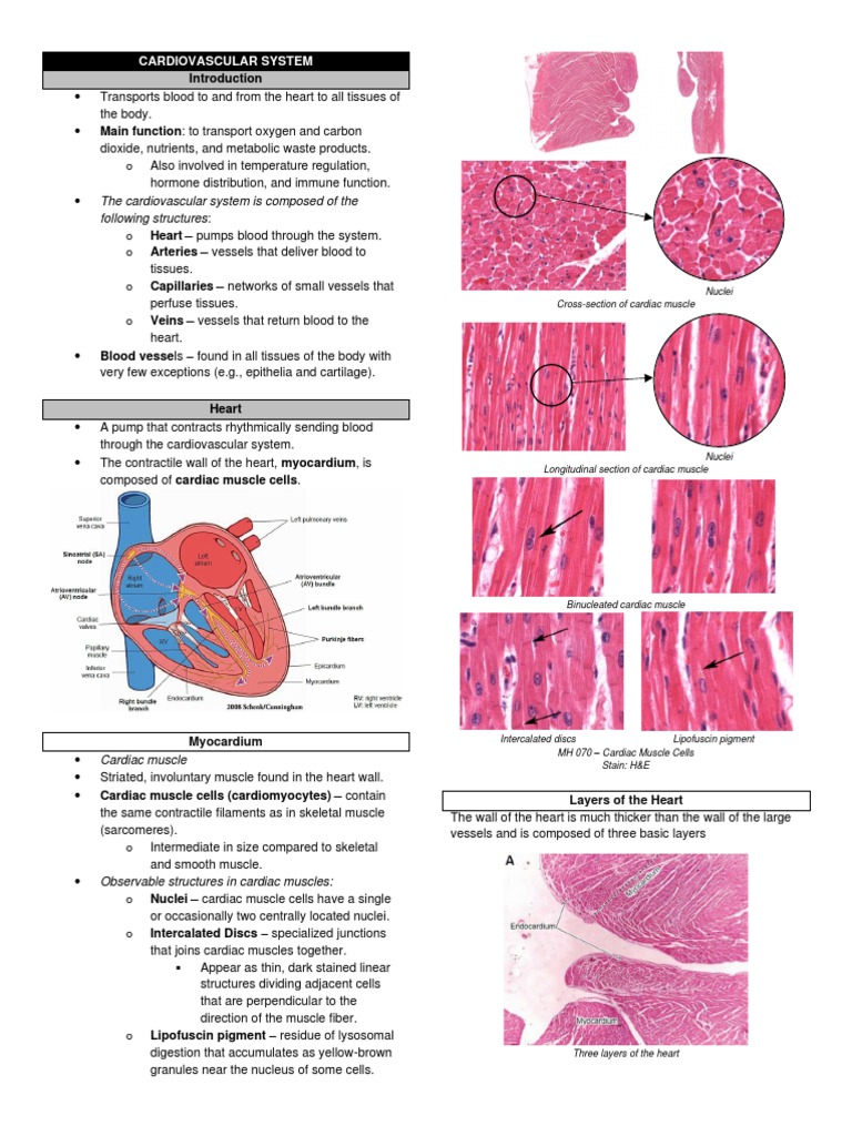 The Anatomy and Function of the Cardiovascular System: A Comprehensive ...
