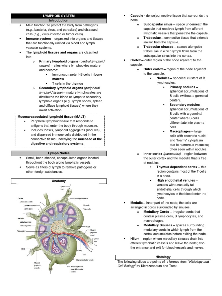 Histology of the Lymphoid System | PDF | Lymph Node | Lymphatic System