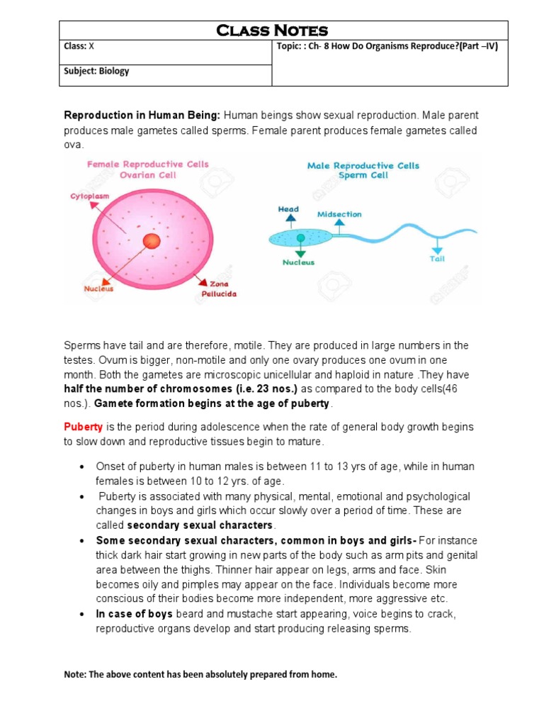 10 Biology | Download Free PDF | Reproductive System | Anatomy