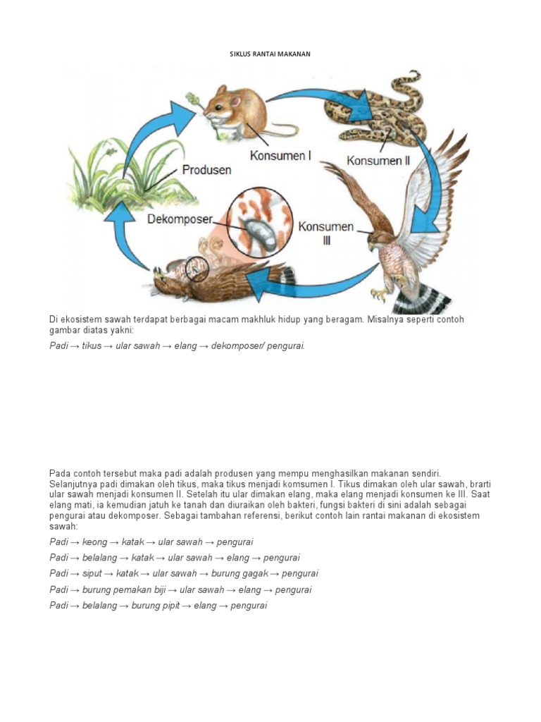 Siklus Rantai Makanan | PDF | Sains & Matematika