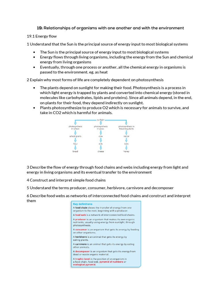 Energy Flow in Ecosystems Explained | PDF | Food Web | Greenhouse Effect