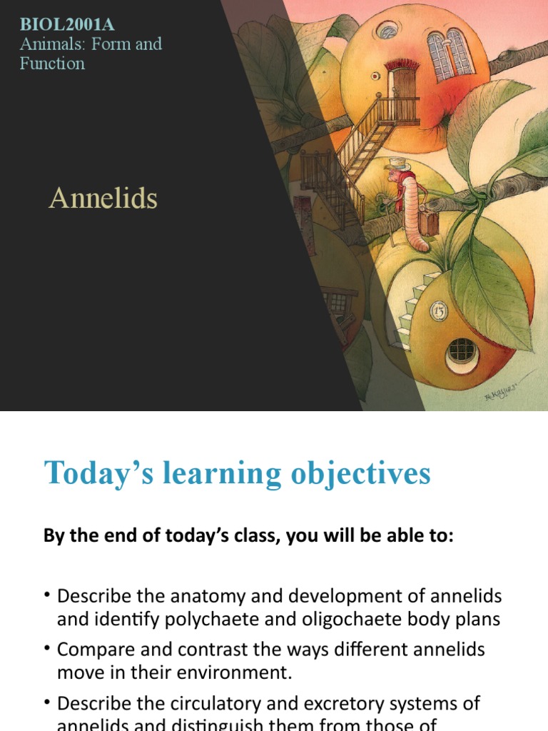 Lecture8 Annelids No Blanks | PDF | Protostomes | Anatomy