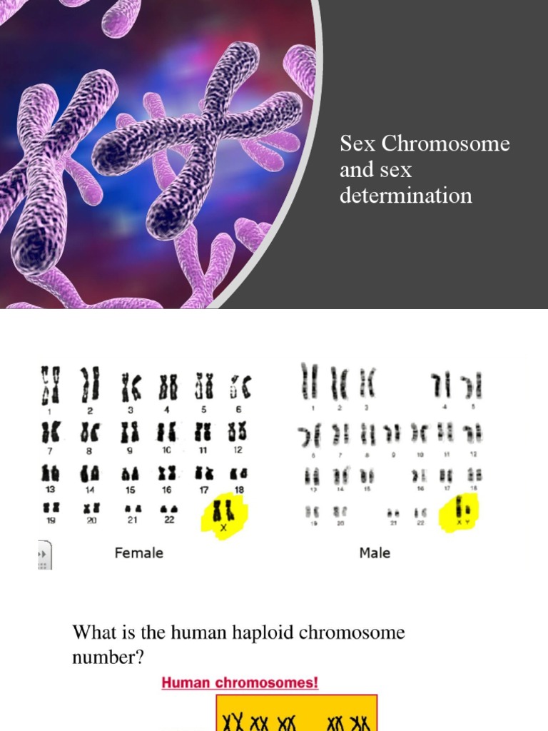 Sex Chromosome And Sex Determination Pdf Sex Phenotypic Trait