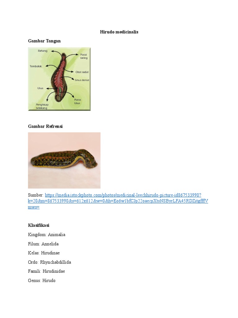 Hirudo Medicinalis (1) - 1 | PDF