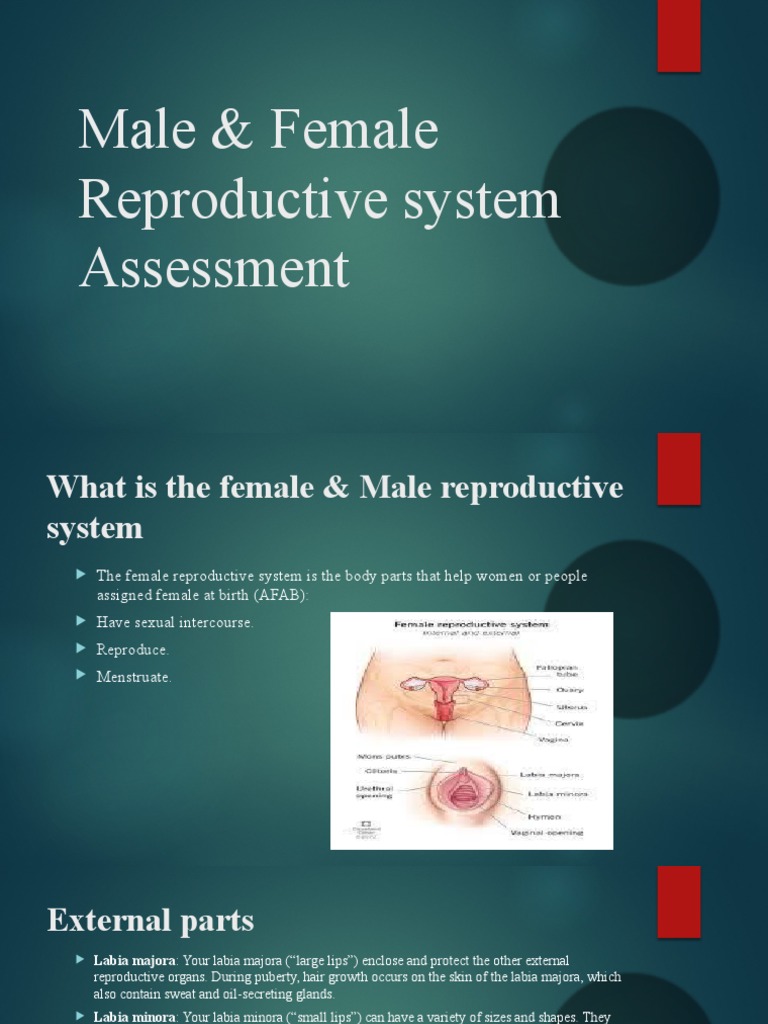 Male & Female Reproductive System Assessment | PDF | Uterus | Vagina