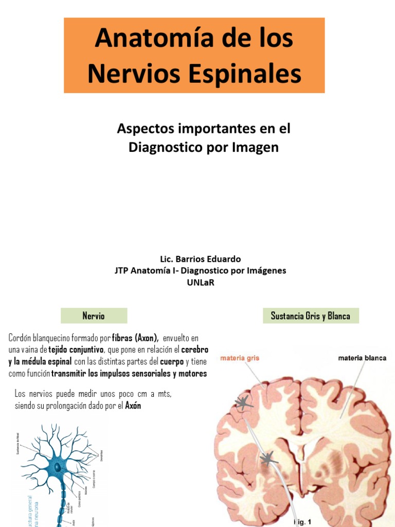 Anatomía de los Nervios Espinales | PDF | Médula espinal | Nervio