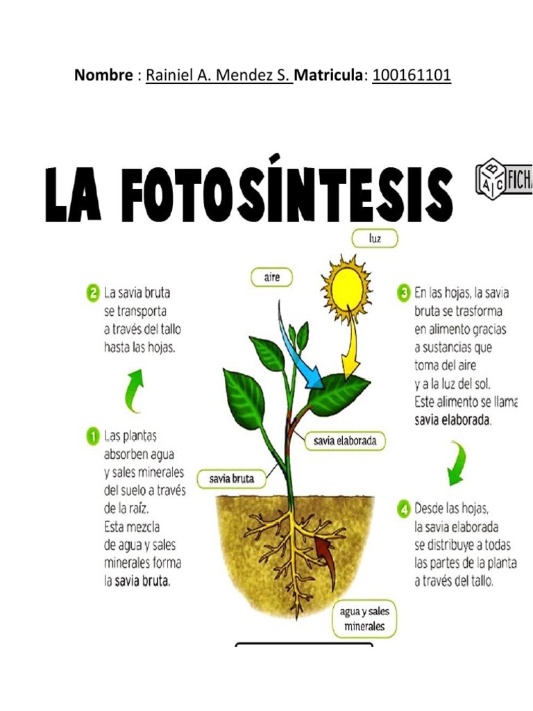 Fotosintesis | PDF